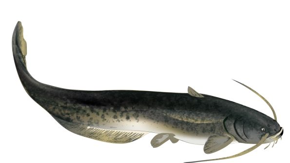 Silure en persillade du jardin: secrets du Léman 1 - TABLONOMIE